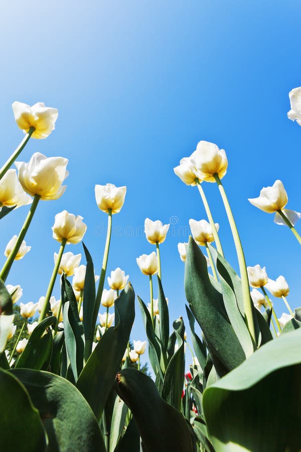 Sier Witte Tulpen Op Bloemweide Stock Foto - Image of hieronder, blauw ...