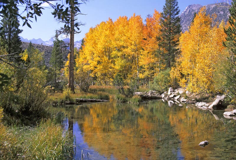 Mountain Stream, Fall Colors Stock Photo - Image of colors, owens: 294786