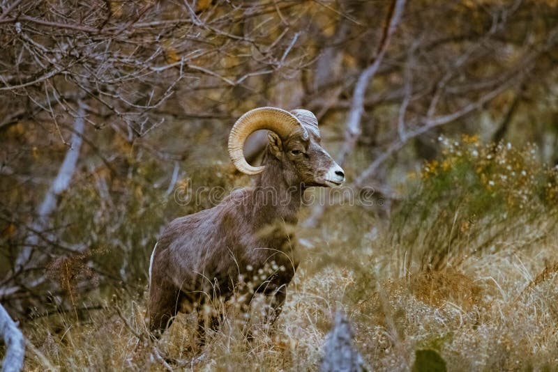 Sierra Nevada Bighorn Sheep in a Forest in the Daylight Stock Photo ...