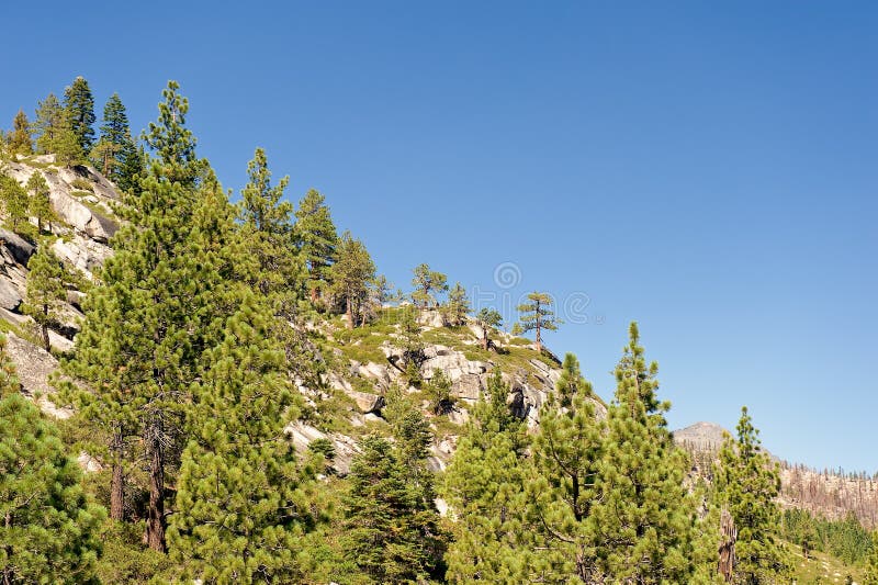 Sierra Nevada Mountain Forest Stock Photo - Image of mountainside ...