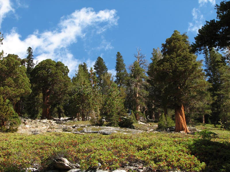 Sierra trees stock photo. Image of green, mountains, nevada - 4596154