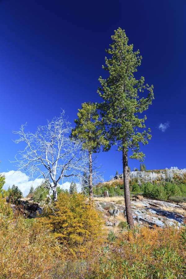 Sierra Trees stock image. Image of plateau, rocky, prairie - 46289165