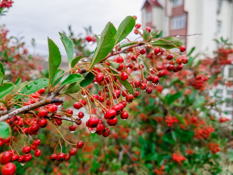 Sierstruik Met Rode Bessen En Groen Gebladerte Stock Afbeelding - Image ...