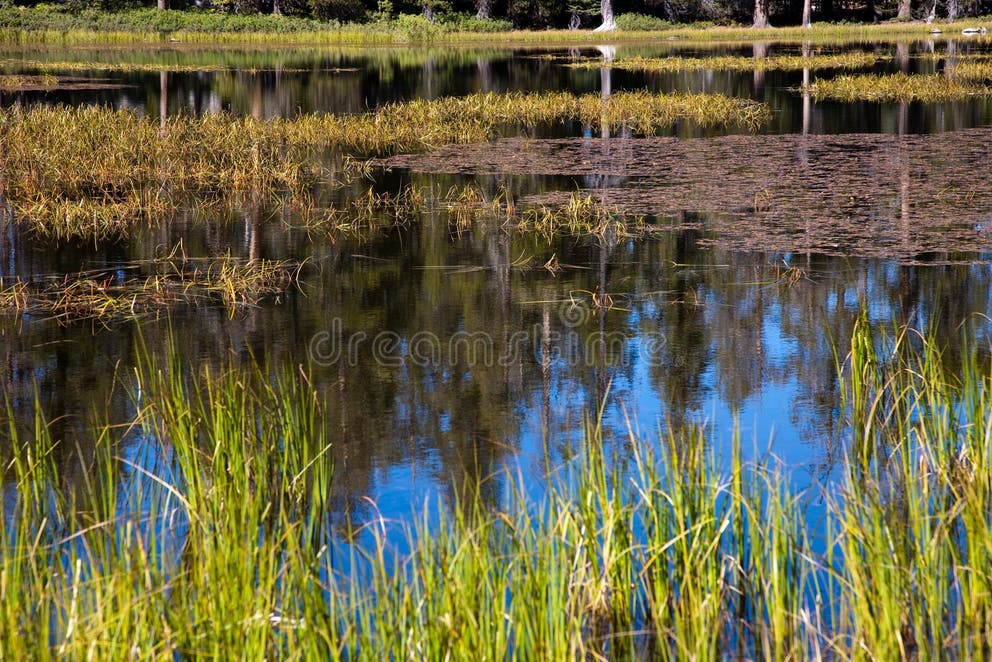 Siesta Lake stock image. Image of tranquil, grass, color - 13393157