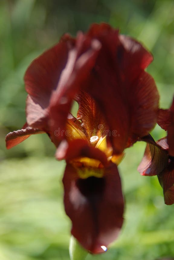 Siesta stock photo. Image of pool, green, cityscape - 106470070