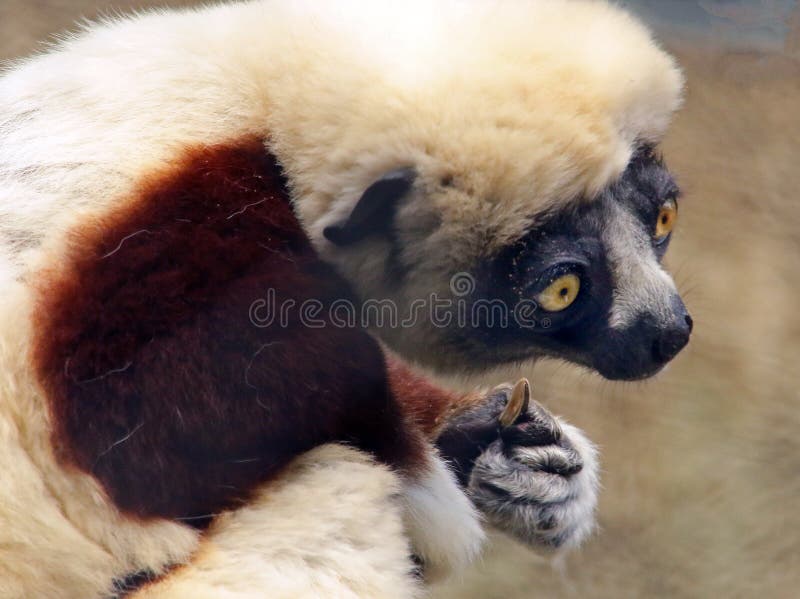 Sifaka stock image. Image of animals, climb, rain, jungle - 75686125
