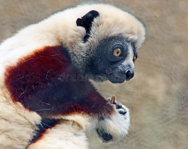 Sifaka stock photo. Image of looking, cockerel, eyes - 75686140
