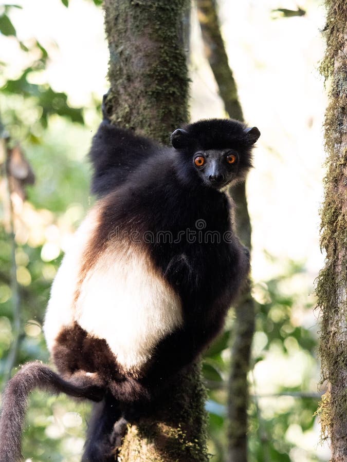 The Sifaka Edvardsova, Propithecus Edvardsi, Milne-Edwards S Sifaka ...