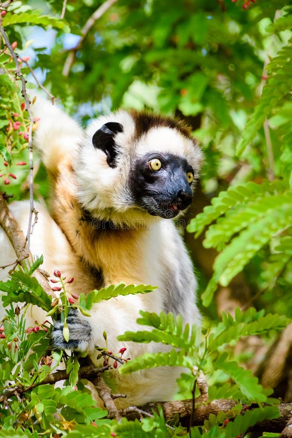 Sifaka Lemur Clinging To Spiny Forrest Stock Photo - Image of animal ...