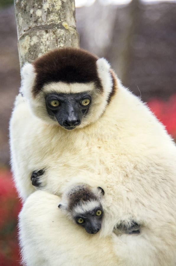 Silky Sifaka (Propithecus Candidus) Stock Image - Image of closer ...
