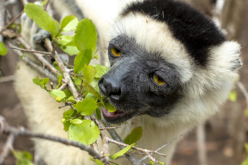 Silky Sifaka (Propithecus Candidus) Stock Image - Image of closer ...