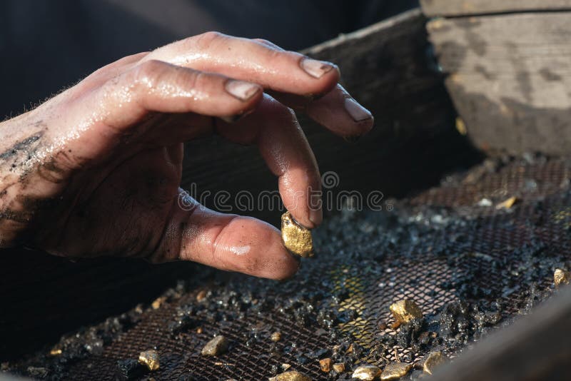 Gold Mine. Gold Miner. Golden Ore in a Shovel. Stock Photo - Image of ...
