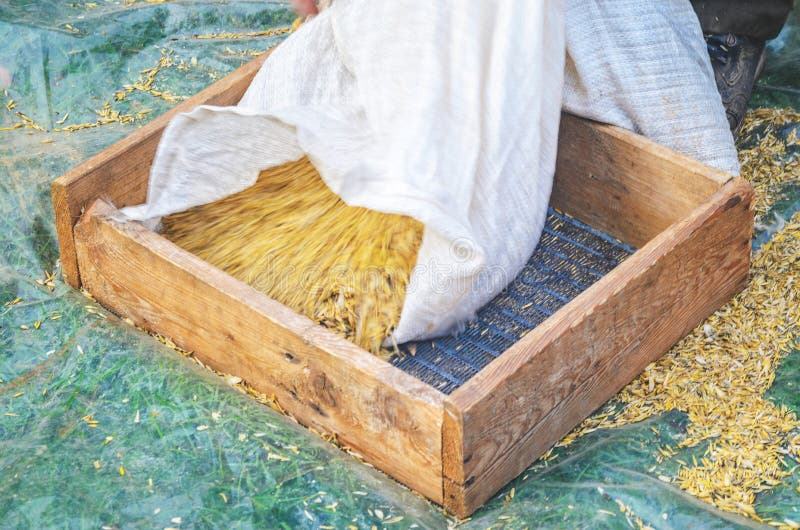Sifting the Grain through the Sieve by Hand Stock Photo - Image of ...