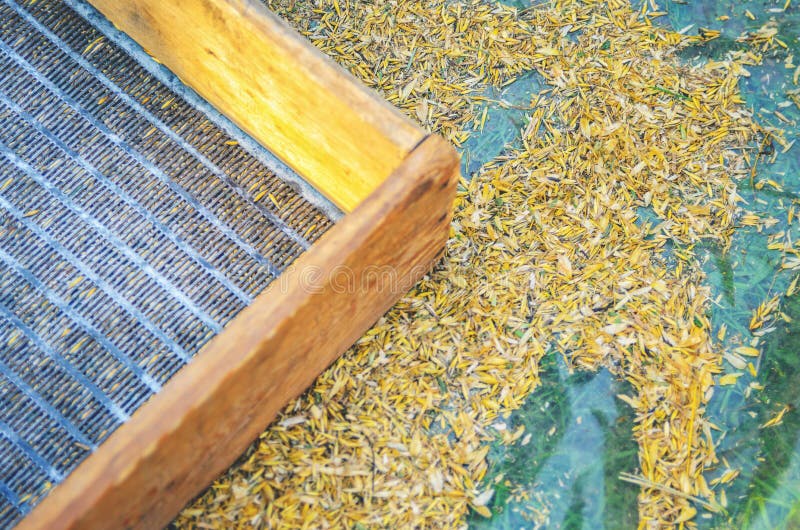 Sifting the Grain through the Sieve by Hand Stock Photo - Image of ...
