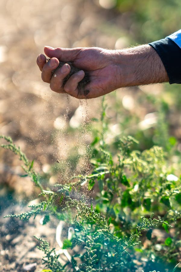 Sifting soil stock photo. Image of autumn, farming, countryside - 126008288