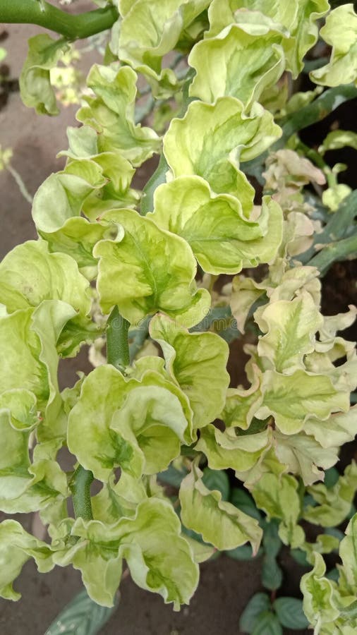 Sig-sag ornamental plant stock image. Image of plants - 350191485