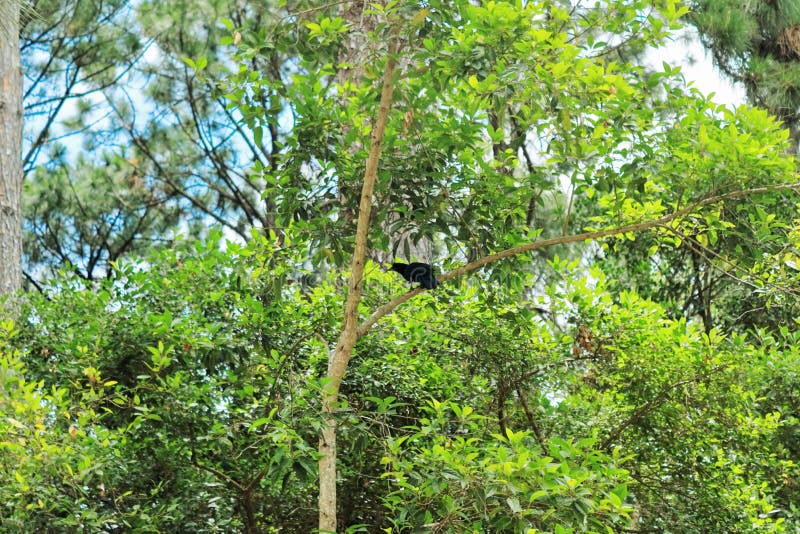 Sight of a Black Bird in the Tree Stock Photo - Image of sunny, trees ...