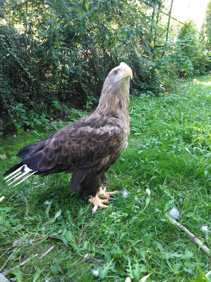 The sight of an eagle stock image. Image of eagle, power - 215970909