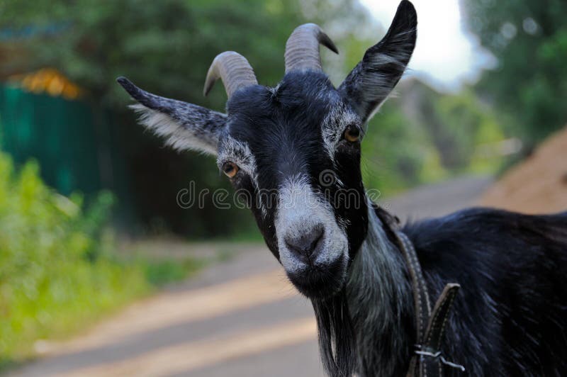 Sight of a goat stock image. Image of white, livestock - 10618167