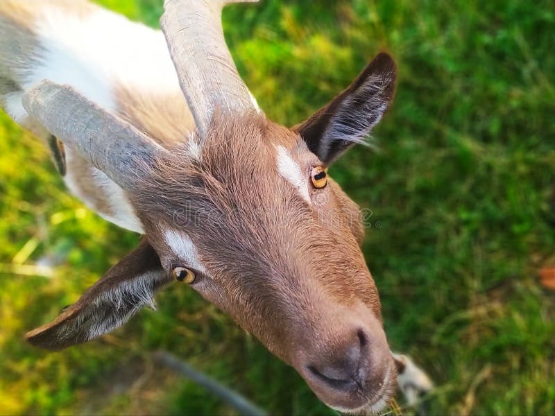 Sight of the goat stock photo. Image of head, looking - 226634816
