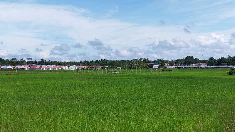 The Sight of Green Rice Fields that Refreshed the Visual Stock Image ...