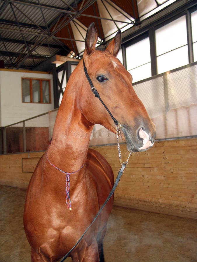 Sight of a horse-4 stock photo. Image of eyes, muzzle - 2096128