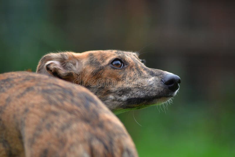 Doubtful Dog Stock Photos - Free & Royalty-Free Stock Photos from ...