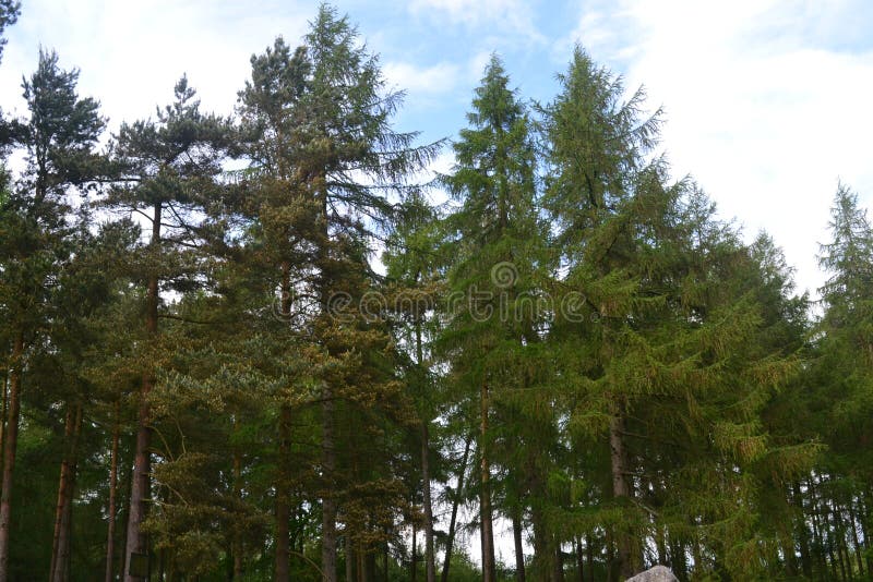 The sight of pine stock image. Image of woodland, pine - 150597413