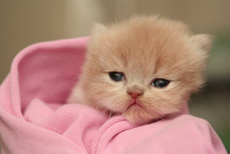 Sight of a Small Nice Fluffy Kitten Stock Photo - Image of house, nice ...