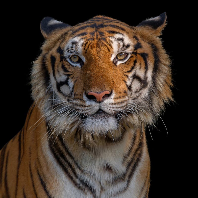 Tiger in black stock image. Image of mammal, brute, copy - 94134999