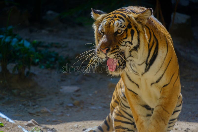 Sight of tiger stock photo. Image of black, asia, animal - 141290060