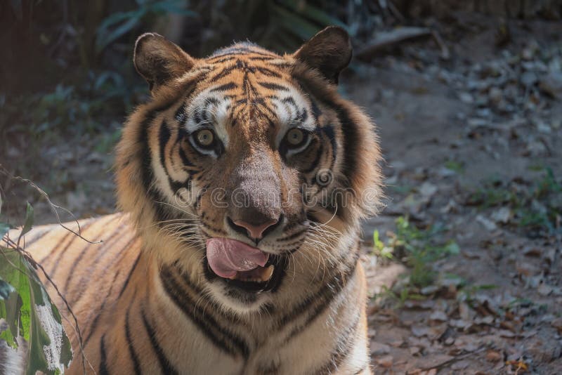 Sight of tiger stock photo. Image of beauty, look, royal - 160125070