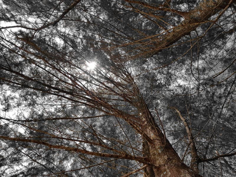 Spruce Trees from Below stock photo. Image of mysterious - 176035476