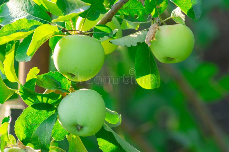 Sight Unfolds As a Multitude of Juicy, Green Apples Dangle Gracefully ...