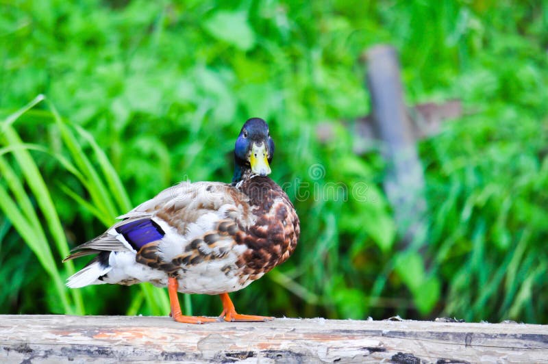 The sight of a wild duck stock image. Image of wild, beak - 78254451