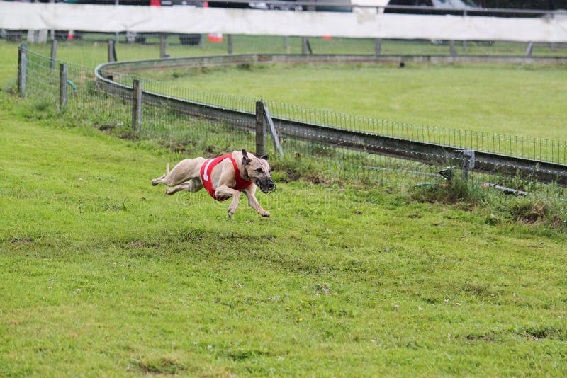 Sighthound race stock photo. Image of action, animal - 91340092