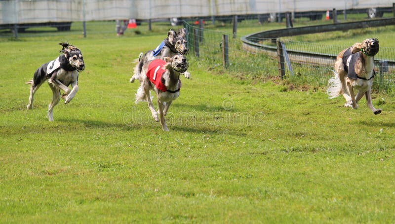 Sighthound race stock photo. Image of animal, flying - 91340210