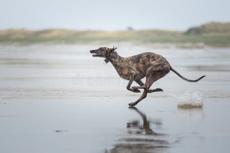 Sighthound Running at a Beach Stock Image - Image of holiday, brindle ...