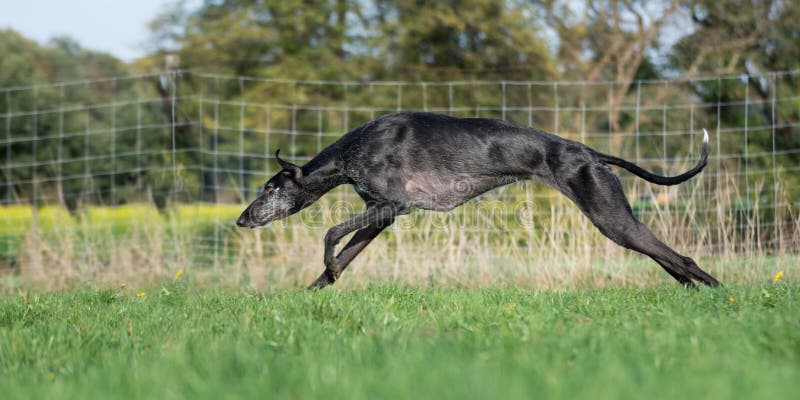 Sighthound running for fun stock photo. Image of espanol - 134319024
