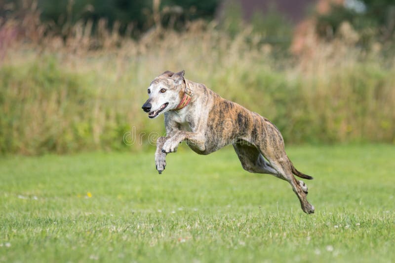 Sighthound running for fun stock image. Image of spanish - 172241251