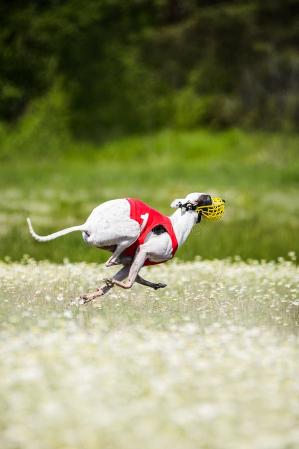 Sighthounds Lure Coursing Competition Stock Photo - Image of hunter ...
