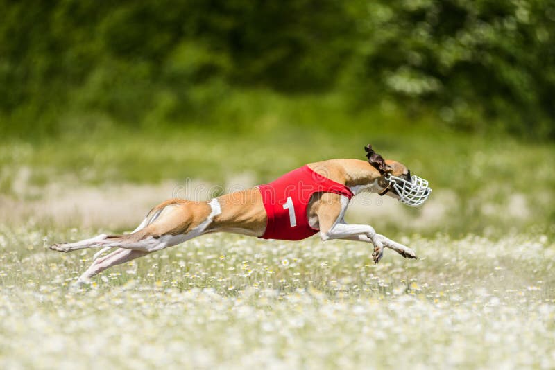 Sighthounds Lure Coursing Competition Stock Image - Image of excitement ...
