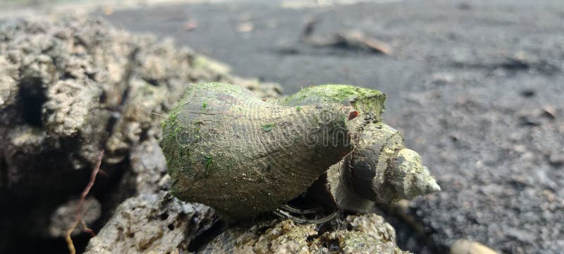 Sighting of Two Snails Mating on the Beach Stock Photo - Image of beach ...
