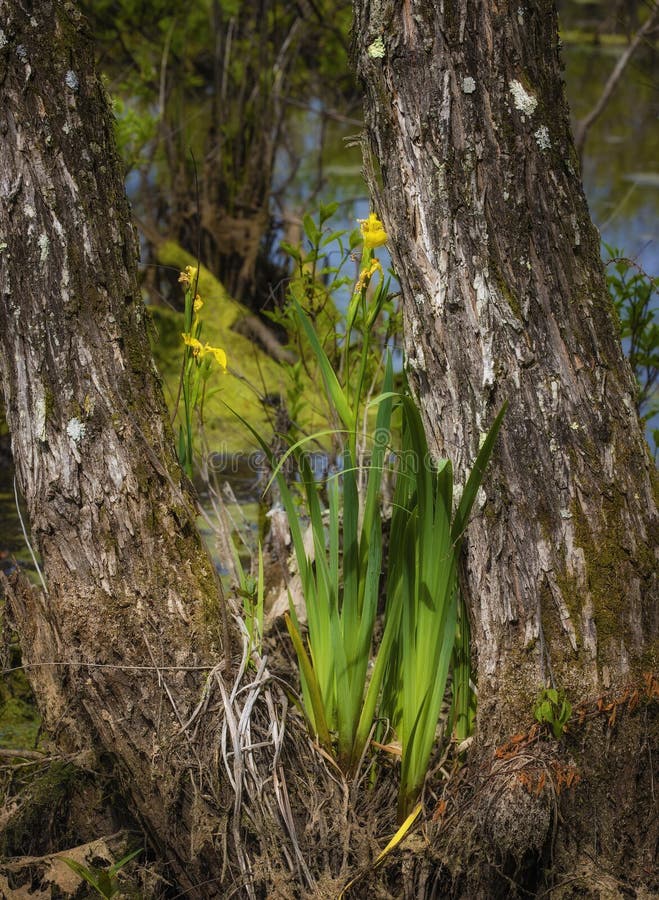 Sights Seen while on a Nature Walk Stock Photo - Image of springtime ...