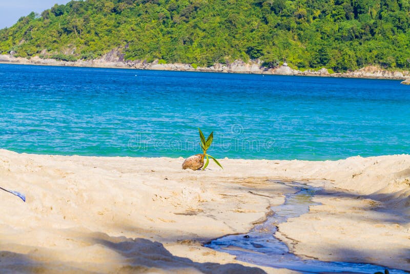 163 Coconut Germ Stock Photos - Free & Royalty-Free Stock Photos from ...