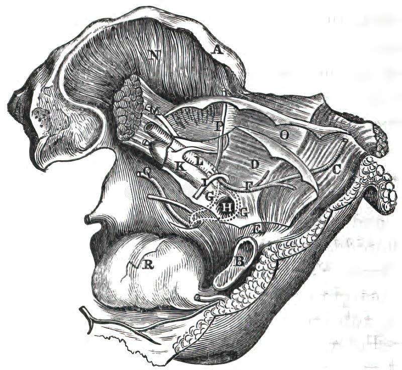 Sigmoid Sulcus Topography - Temporal Bon Stock Illustration ...