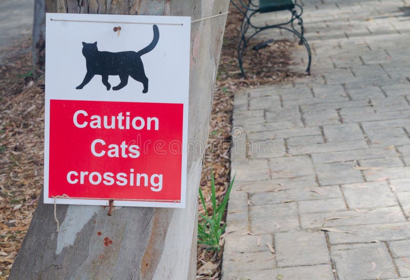 Sign Advising Caution for Cats Crossing the Road Stock Image - Image of ...