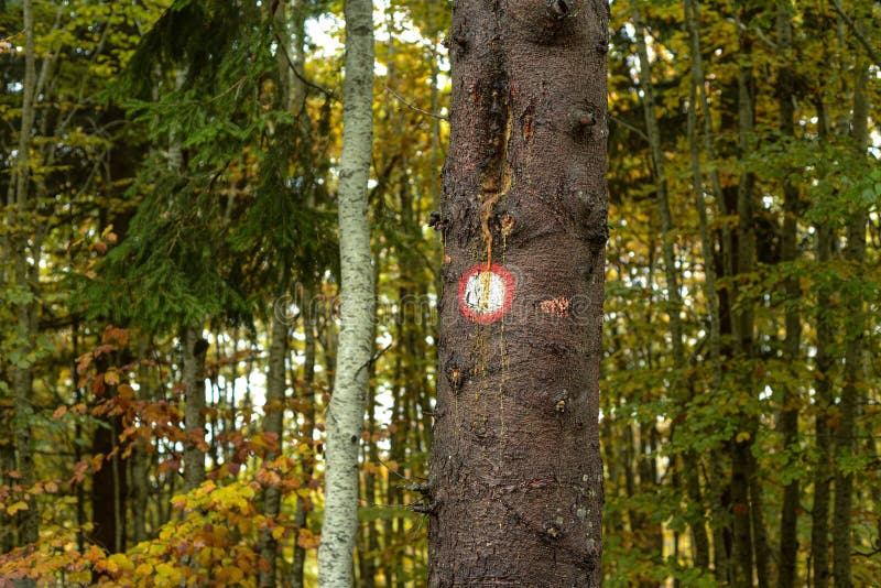 Sign on the Bark of a Tree in a Forest Stock Image - Image of material ...