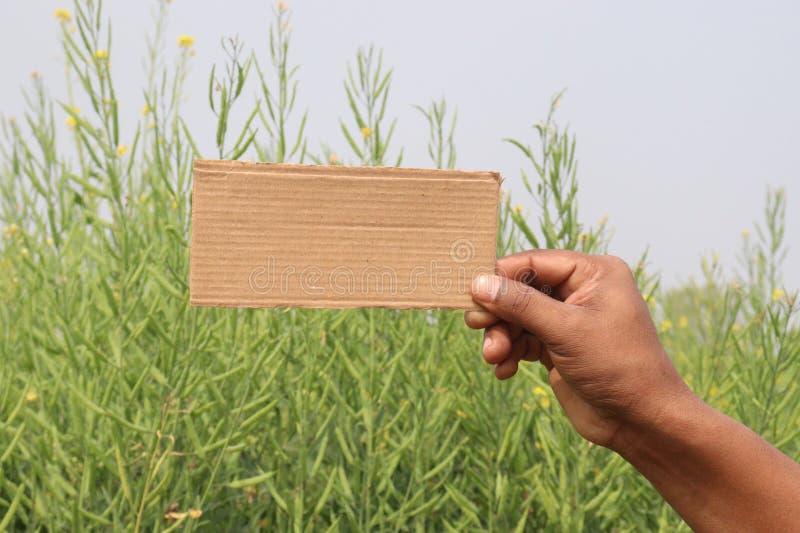 Sign Card on Hand with Mustard Farm Stock Photo - Image of card, plants ...