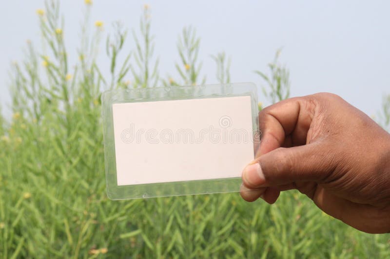 Sign Card on Hand with Mustard Farm Stock Image - Image of market, card ...